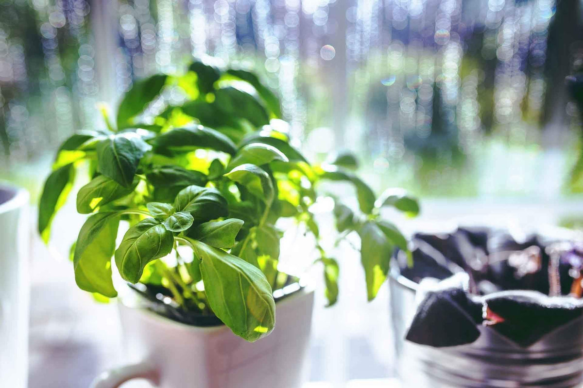 10 Fascinating Basil Facts You Never Knew – Sacla'